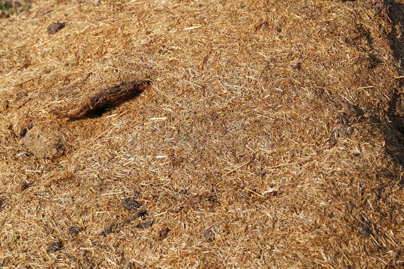 People Pollute the Environment they Live in, Rotten Straw Residues ...