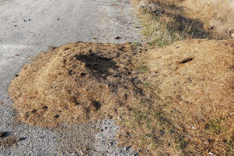Rotten Straw and Wastes, Environmental Pollution Stock Photo - Image of ...