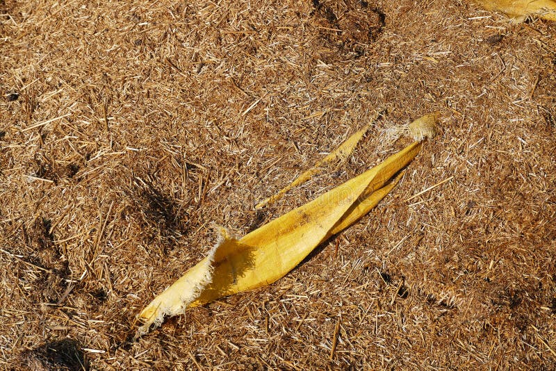 People Pollute the Environment they Live in, Rotten Straw Residues ...