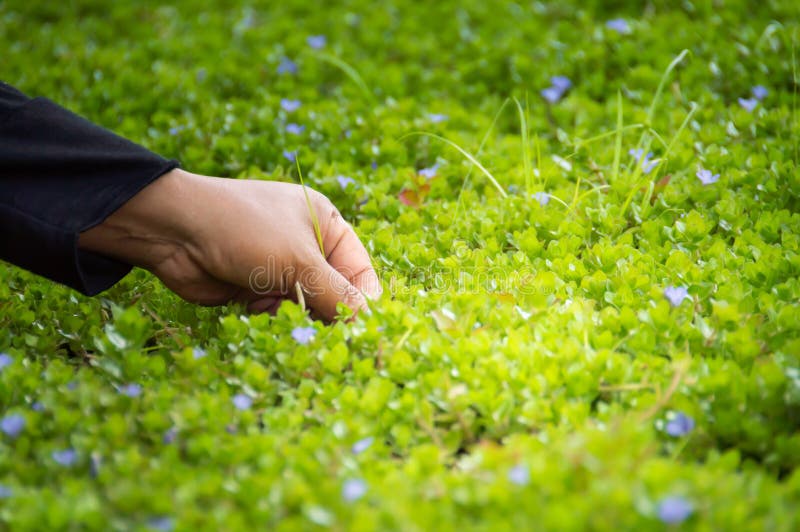 People are Pulling Grass Out of the Flower Field by Hand Stock Photo ...