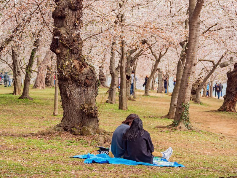 People Resting Under the Cherry Tree Around Tidal Basin Area Editorial ...