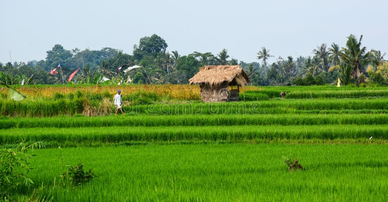 People on the Rice Field in Bali, Indonesia Editorial Stock Image ...