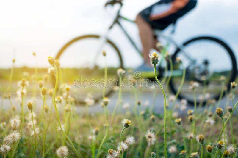 People Ride Bicycle in Evening with Sunset and Sunlight. Stock Image ...