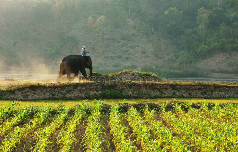 People Ride Elephant on Path at Countryside Editorial Stock Image ...