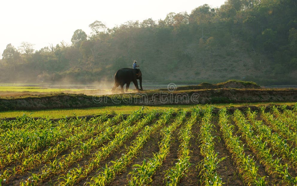 People Ride Elephant on Path at Countryside Stock Image - Image of ...