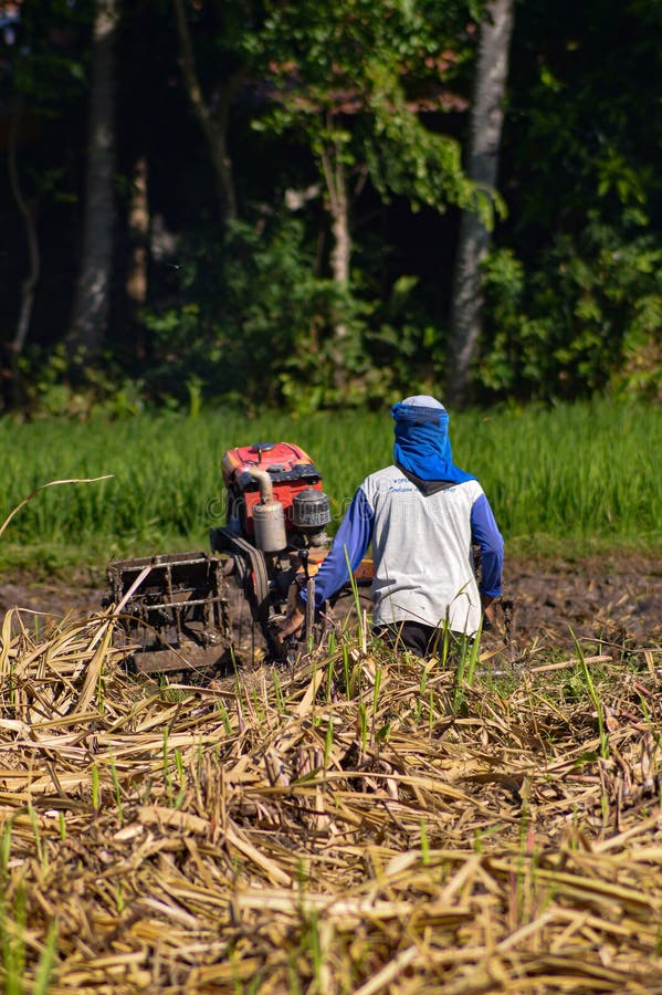 People S Activities in the Rice Fields in the Morning Editorial Photo ...
