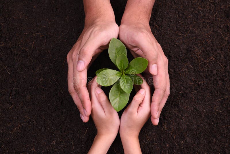 People`s Hands Cupping Protectively Around Young Plant Stock Photo ...