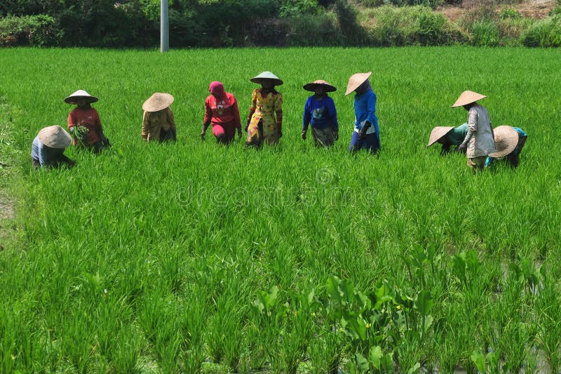 People are Sowing Rice in the Rice Fields Editorial Stock Image - Image ...