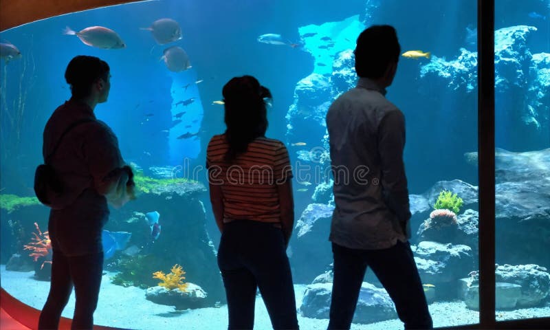 People are Standing Behind the Aquarium Stock Illustration ...