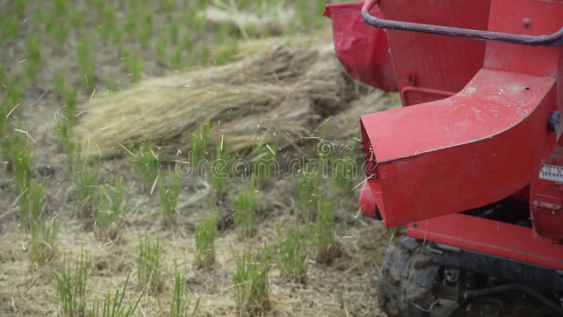 People Threshing Rice in the Rice Field Stock Footage - Video of white ...