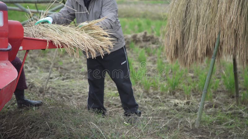People Threshing Rice in the Rice Field Stock Footage - Video of white ...