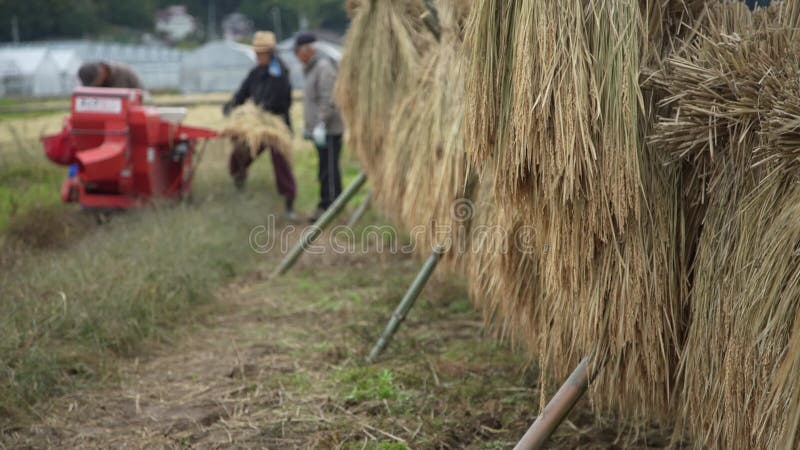 People Threshing Rice in the Rice Field Stock Footage - Video of ...
