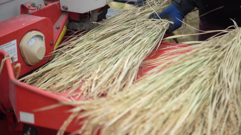 People Threshing Rice in the Rice Field Stock Video - Video of japan ...