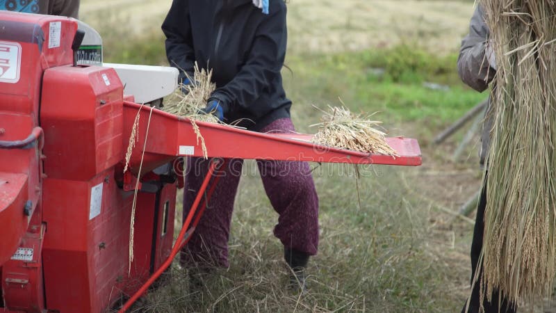 People Threshing Rice in the Rice Field Stock Video - Video of rice ...