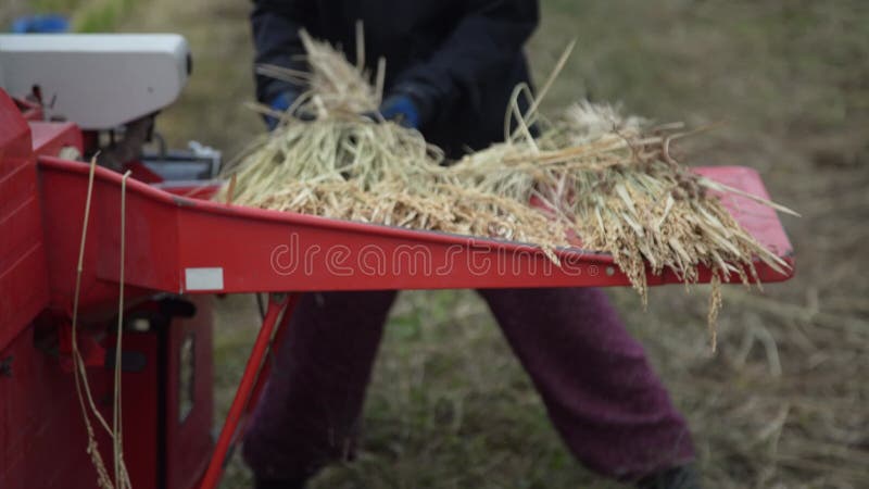 People Threshing Rice in the Rice Field Stock Footage - Video of autumn ...