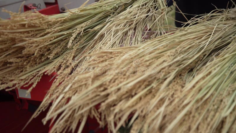 People Threshing Rice in the Rice Field Stock Footage - Video of asia ...