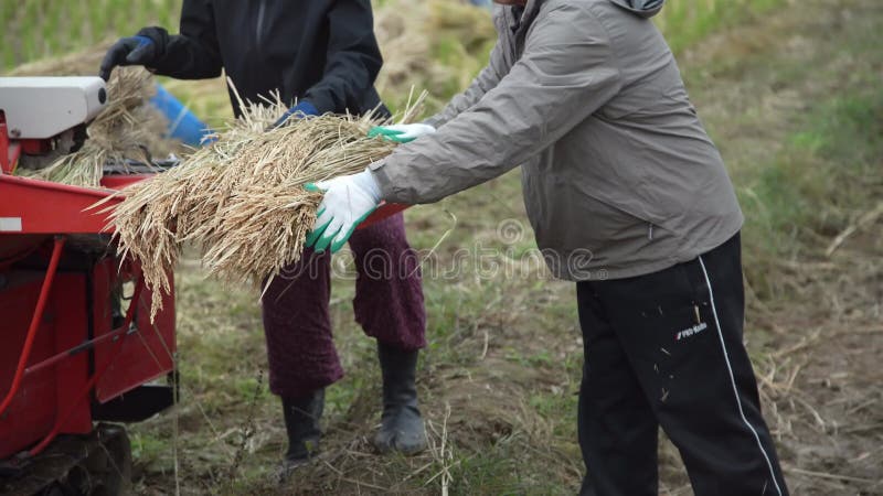 People Threshing Rice in the Rice Field Stock Video - Video of paddy ...