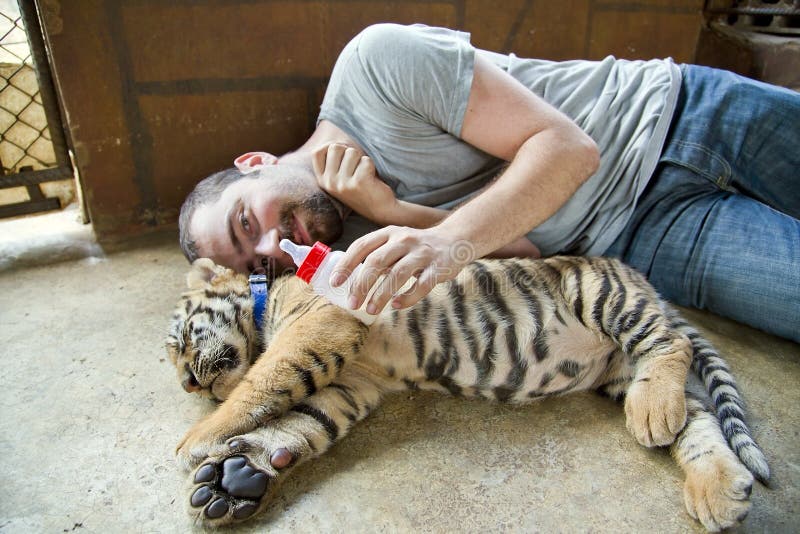 People with tiger temple stock photo. Image of bangkok - 66136022