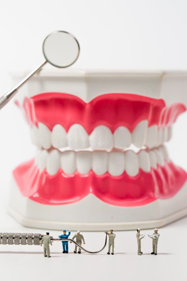 People To Clean Tooth Model ,miniature Stock Image - Image of health ...