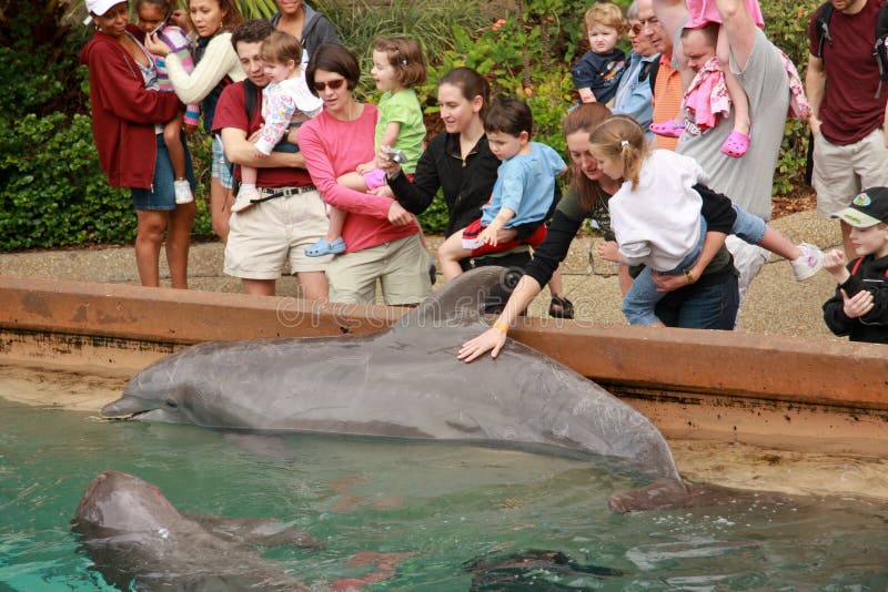 People Touching Dolphins by Their Hands Editorial Stock Photo - Image ...