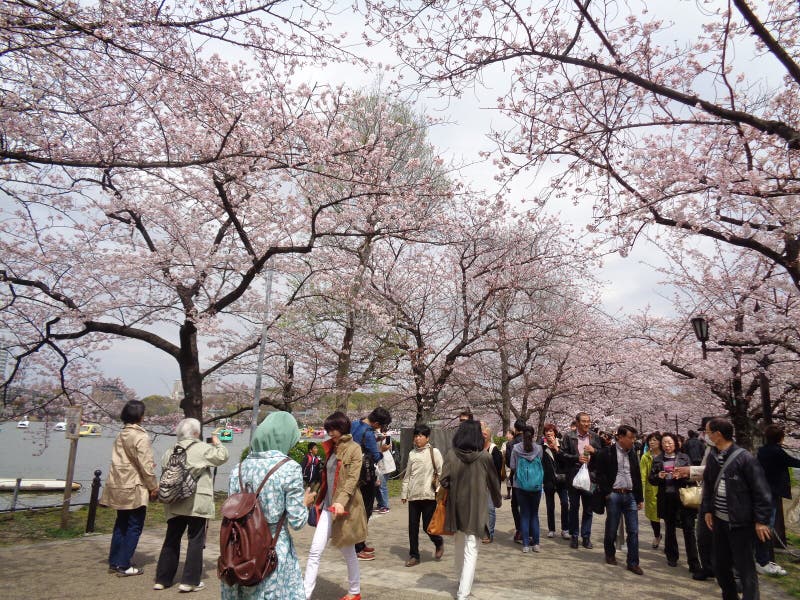 People at Ueno Park, Enjoy Sakura Blooming in Spring, Tokyo 2016 ...