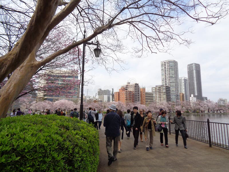 People at Ueno Park, Enjoy Sakura Blooming in Spring, Tokyo 2016 ...