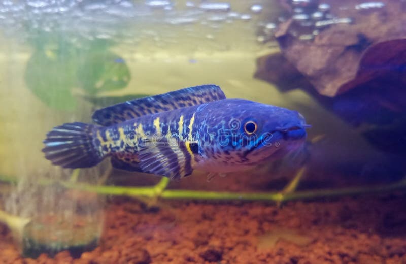 Chana Ariana Stock Photos - Free & Royalty-Free Stock Photos from ...