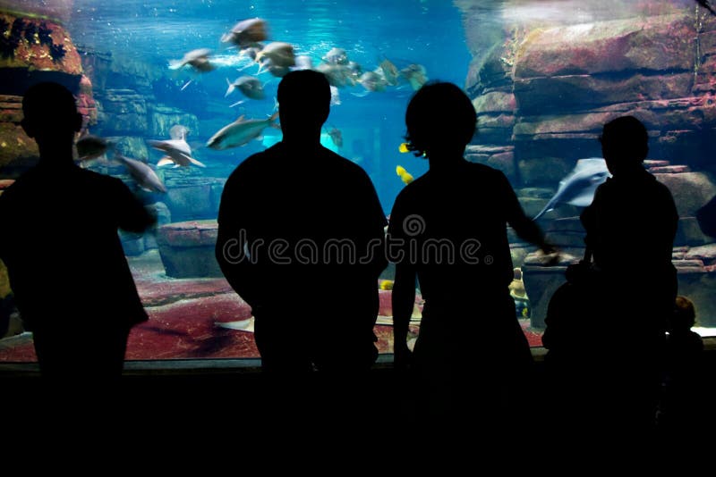 People viewing aquarium stock image. Image of indoor - 10320711
