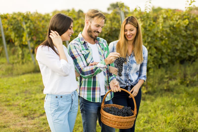 People in vineyard stock photo. Image of picking, nature - 78385632