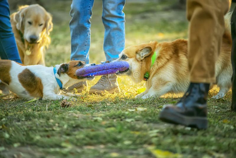 People Walk Dogs of Different Breeds in the Park. Dogs of Different ...