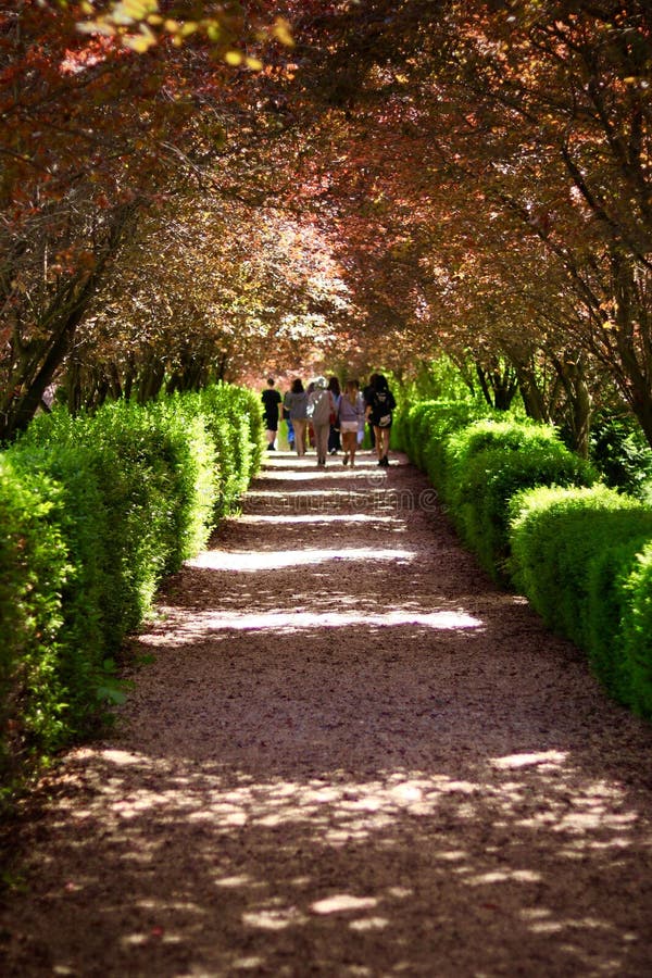 People Walking in an Alley Surrounded by Grass and Trees that Make a ...