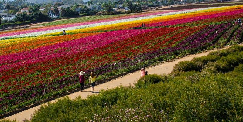 People Walking by Flower Field Stock Image - Image of landscape, flower ...