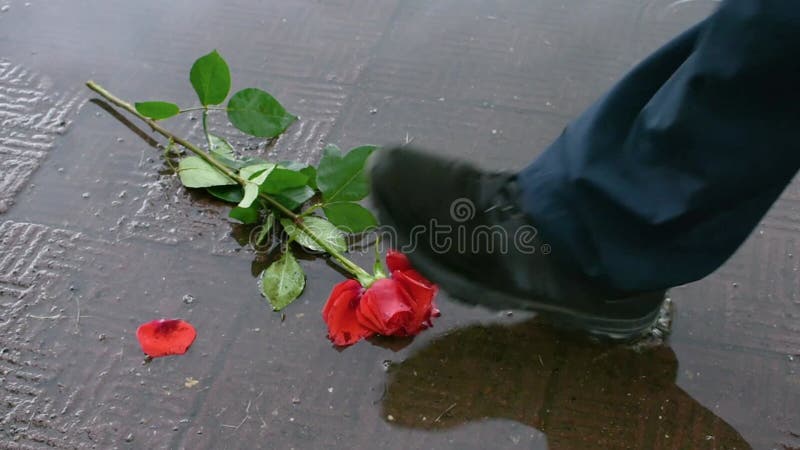 People Walking in the Park Step on a Red Rose Thrown into a Puddle ...