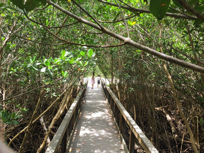 People Walking on the Wooden Bridge Surrounded by Trees Editorial Stock ...