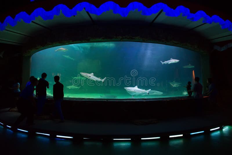 People Watching Shark Inside Big Aquarium Stock Image - Image of tank ...