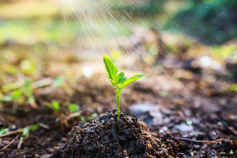 People Watering a Small Tree on Pile of Soil in the Garden Stock Image ...