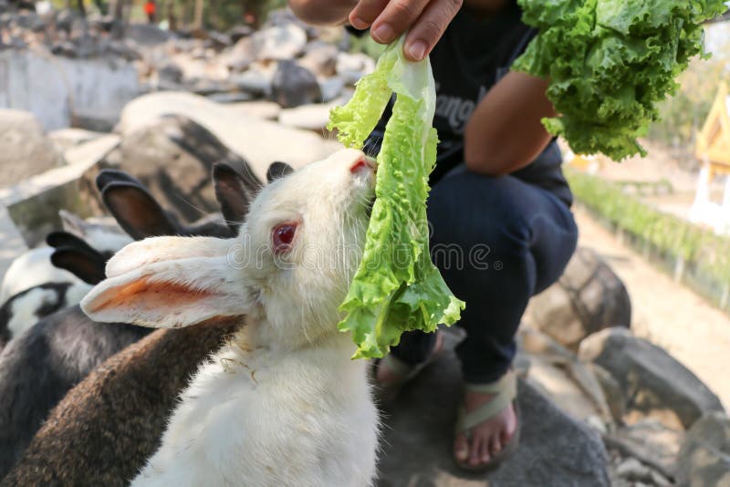 People Were Feeding Rabbits Stock Photo - Image of food, grass: 86165590
