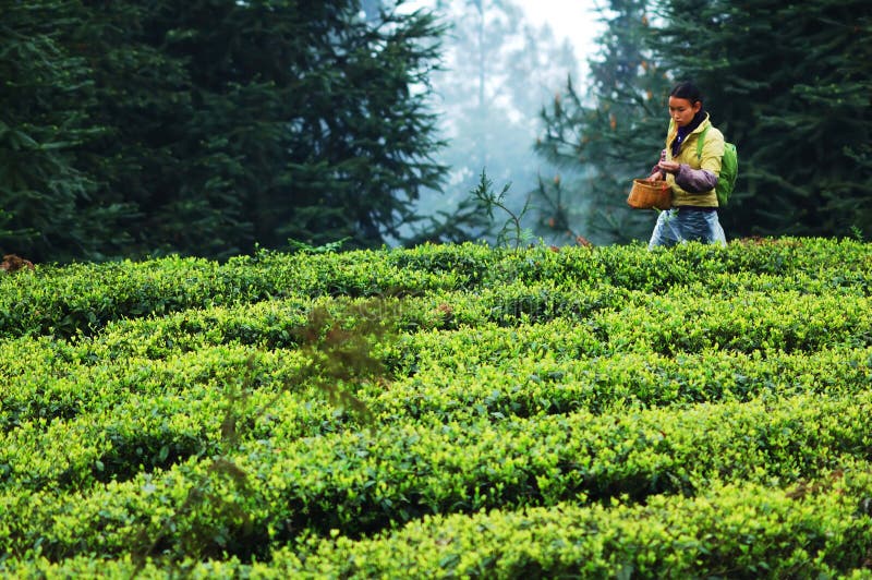 People who collect tea editorial stock image. Image of fresh - 14025814