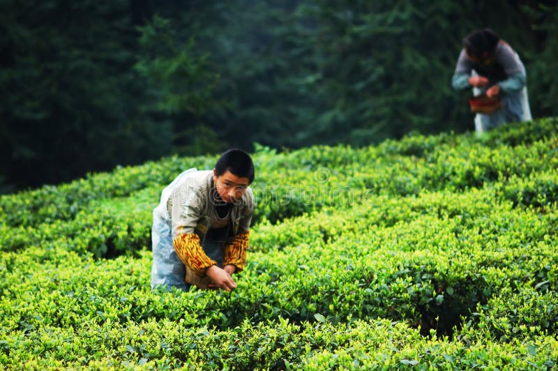 People who collect tea editorial image. Image of china - 14025840