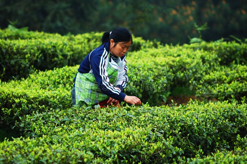 People who collect tea editorial stock image. Image of drink - 14025889