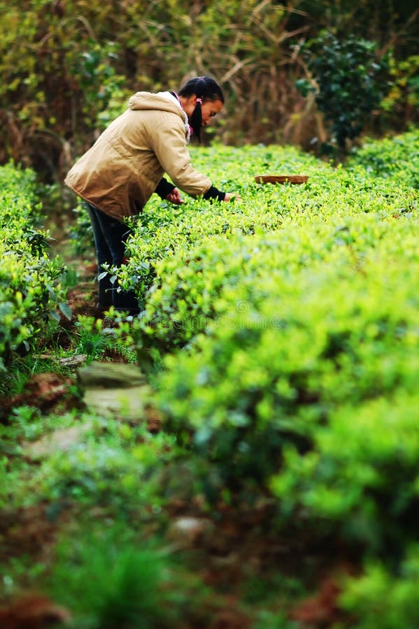 People who collect tea editorial photography. Image of mountain - 14025962