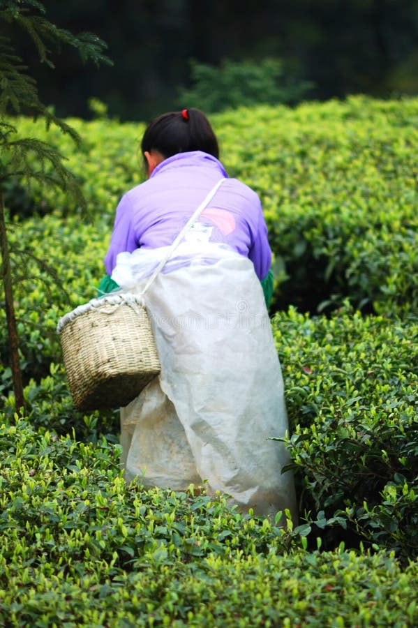 People who collect tea editorial stock image. Image of mountain - 14139374