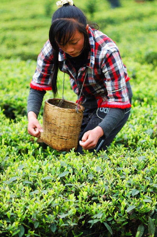 People who collect tea editorial photo. Image of smell - 14139496