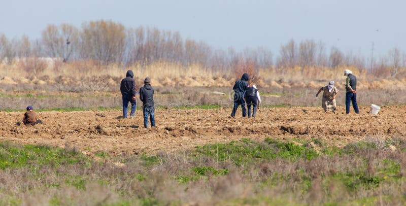 People Work in the Field in the Spring Stock Photo - Image of spring ...