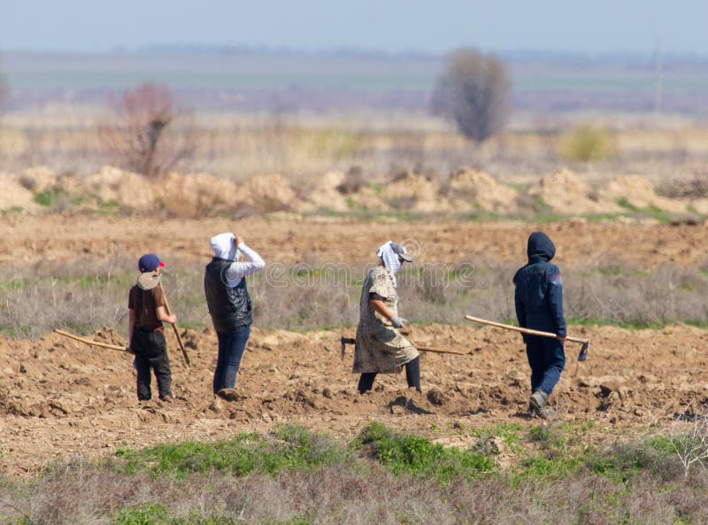 People Work in the Field in the Spring Stock Photo - Image of food ...