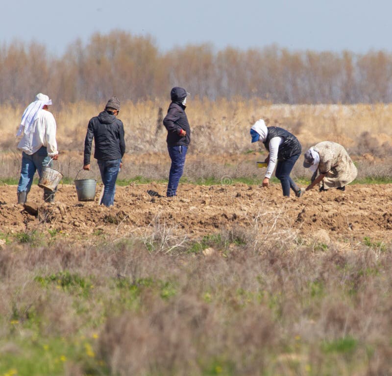 People Work in the Field in the Spring Stock Image - Image of ...