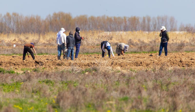 People Work in the Field in the Spring Stock Image - Image of worker ...