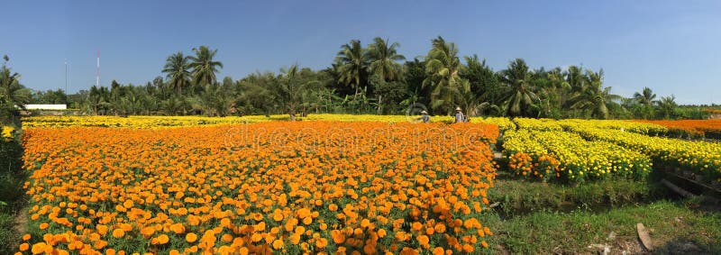 People Working on Daisy Flower Fields Editorial Stock Photo - Image of ...
