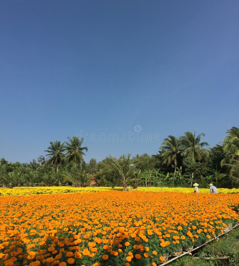 People Working on the Daisy Flower Fields Editorial Photography - Image ...