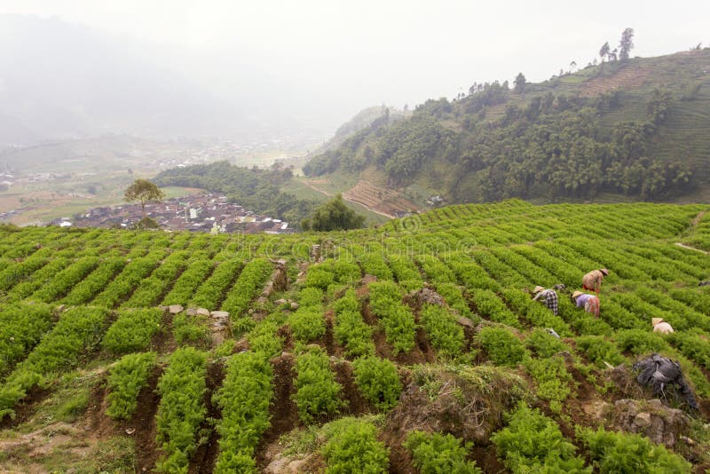 People Working in the Field Editorial Photography - Image of nature ...
